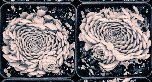 Fill The Frame | Lightroom Academy